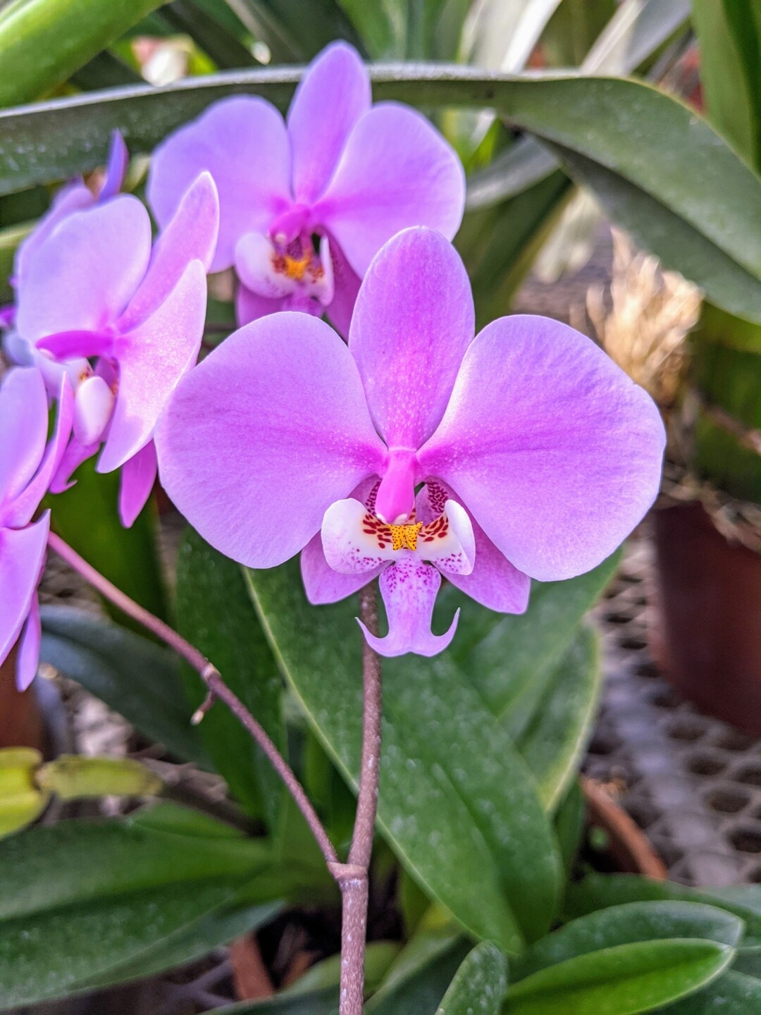 RARE Phalaenopsis Schilleriana Orchid Plant - Etsy