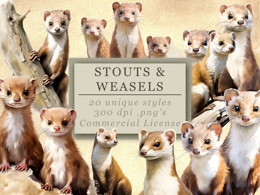 Stouts & Weasels Clip Art Collection - High-quality Digital Downloads ...