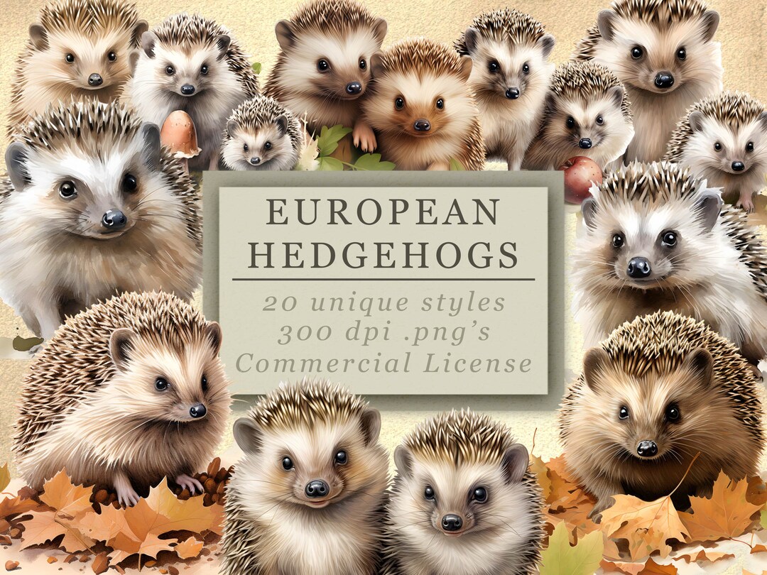 European Hedgehog Clip Art Collection - High-quality Digital Downloads ...