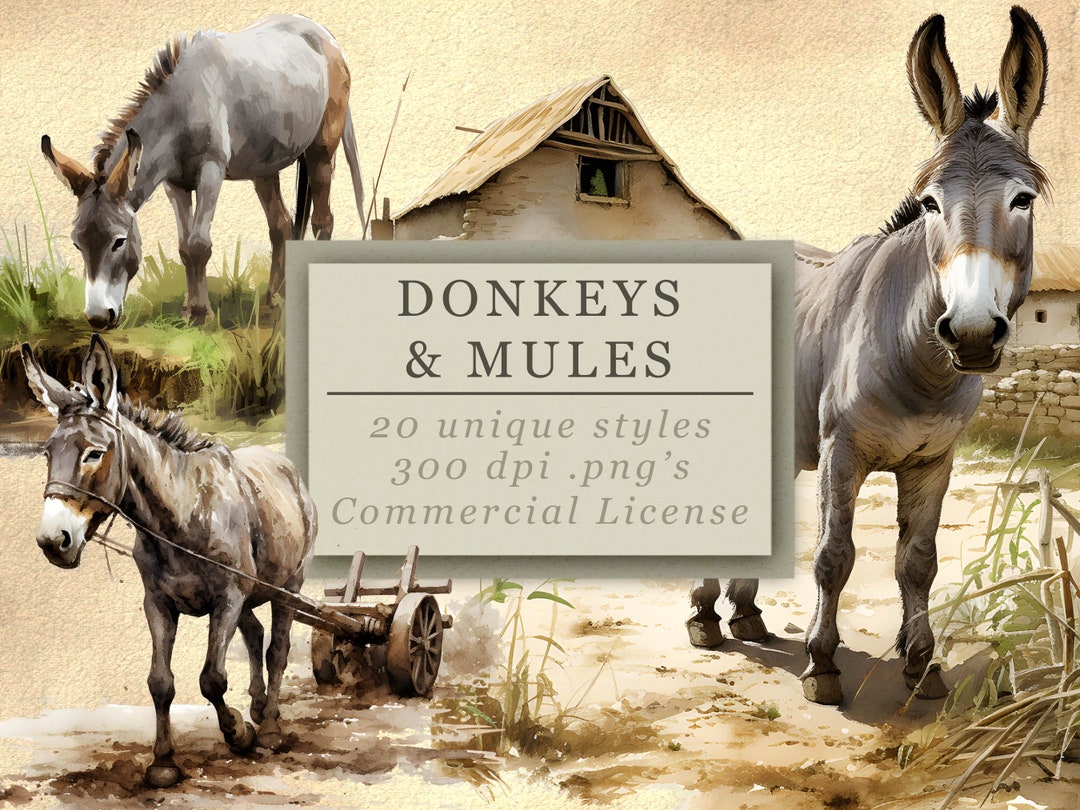 Donkeys & Mules Clip Art Collection - High-quality Digital Downloads ...