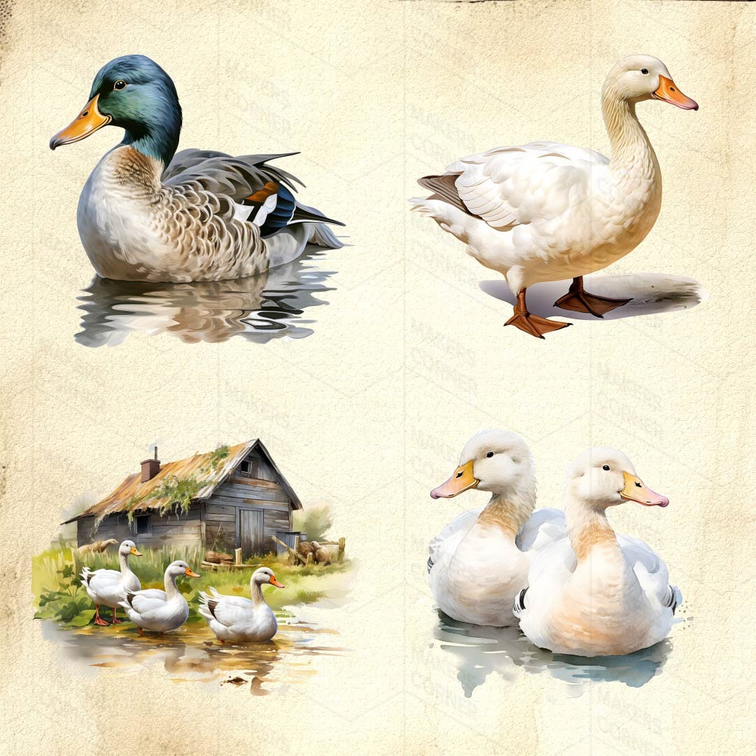 Farmstead Ducks Clip Art Collection High-quality Digital - Etsy