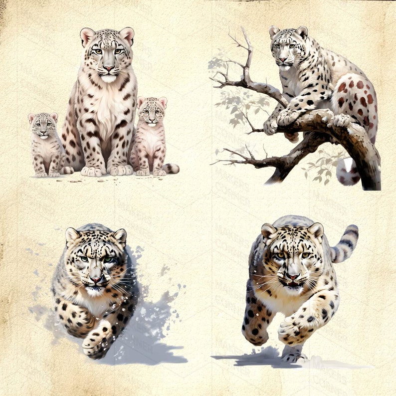 Snow Leopard Clip Art Collection High-quality Digital Downloads for Art ...
