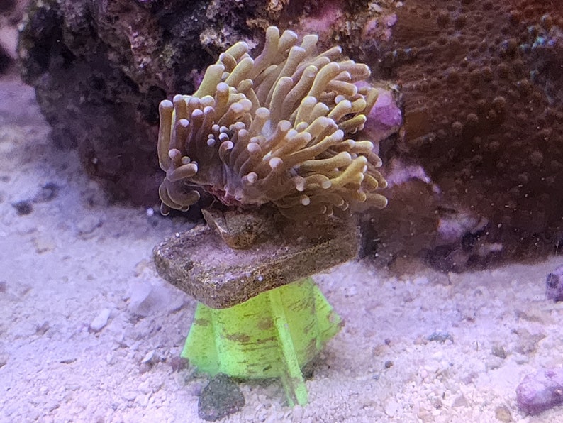 Coral Frag Stand - Etsy