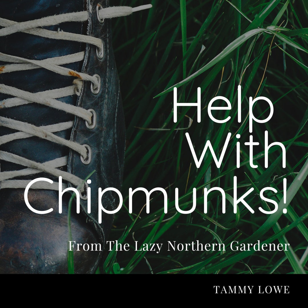 How to Control Chipmunks - Etsy