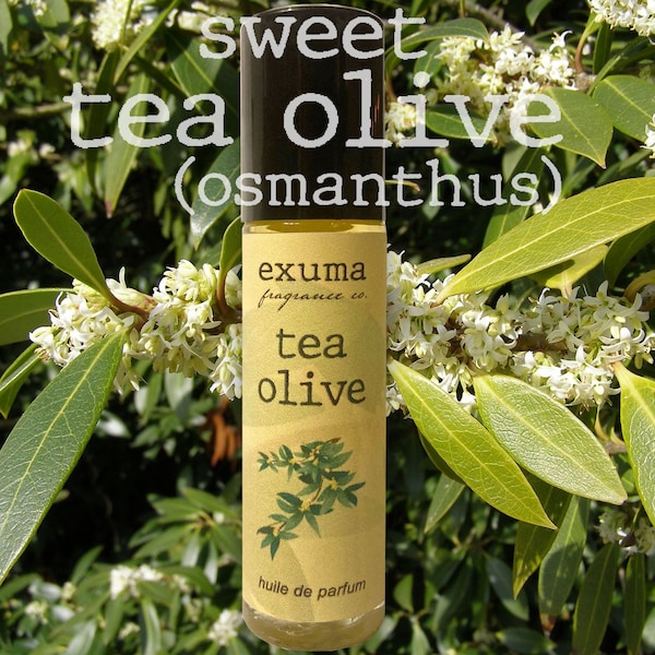 Sweet Olive - Etsy