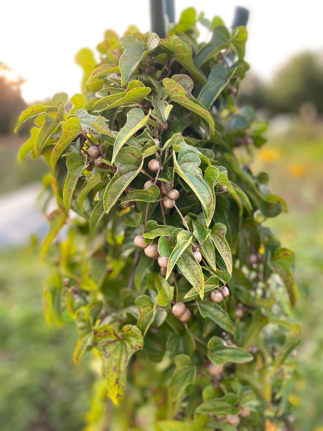 Icho-imo Chinese Yam (dioscorea Polystachya) - 3 Aerial Tubers - Etsy