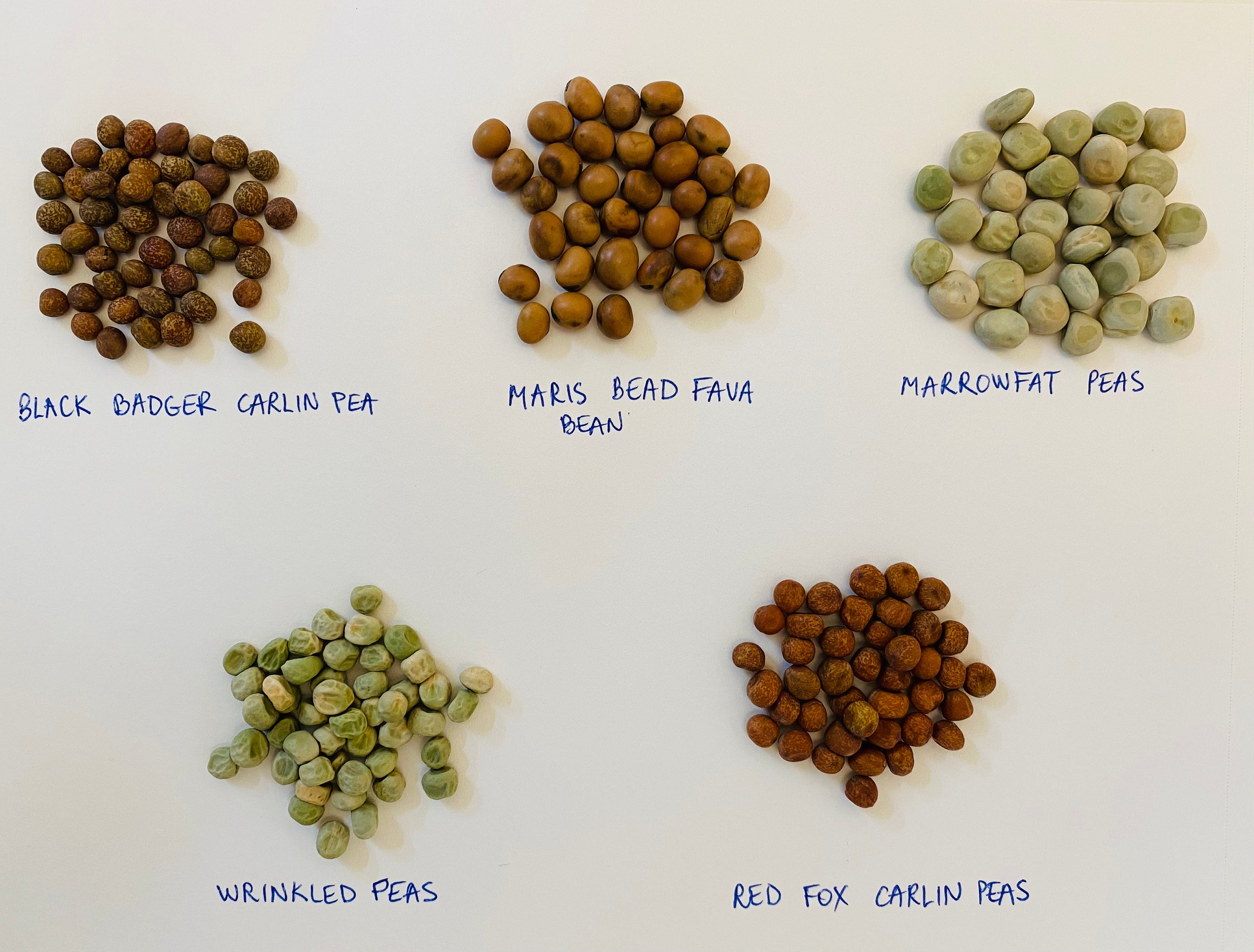 25 Black Badger Carlin Pea Seeds - Etsy