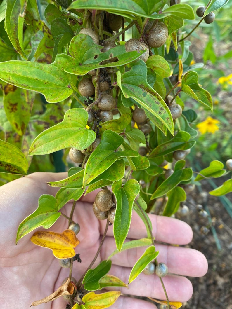 Icho-imo Chinese Yam dioscorea Polystachya 3 Aerial Tubers - Etsy