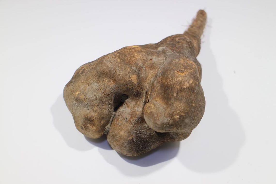 Icho-imo Chinese Yam dioscorea Polystachya 3 Aerial Tubers - Etsy