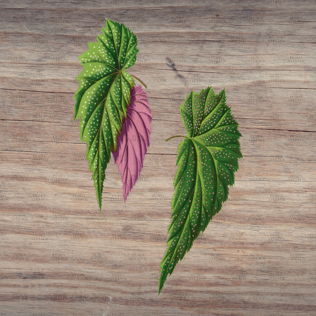 Begonia Falcifolia Leaf Clipart PNG SVG JPEG Vintage Botanical ...