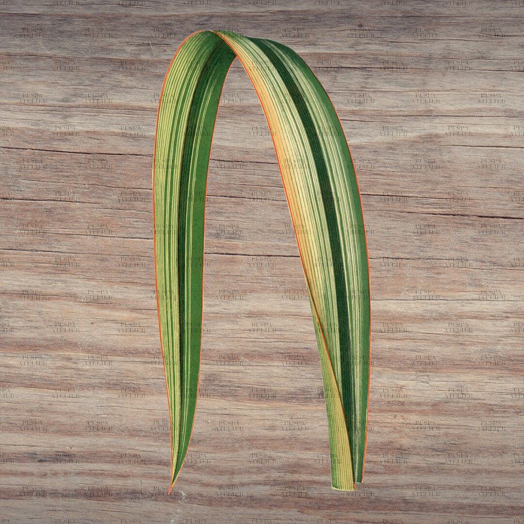 New Zealand Flax Leaf Clipart PNG SVG JPEG Vintage Botanical Watercolor ...