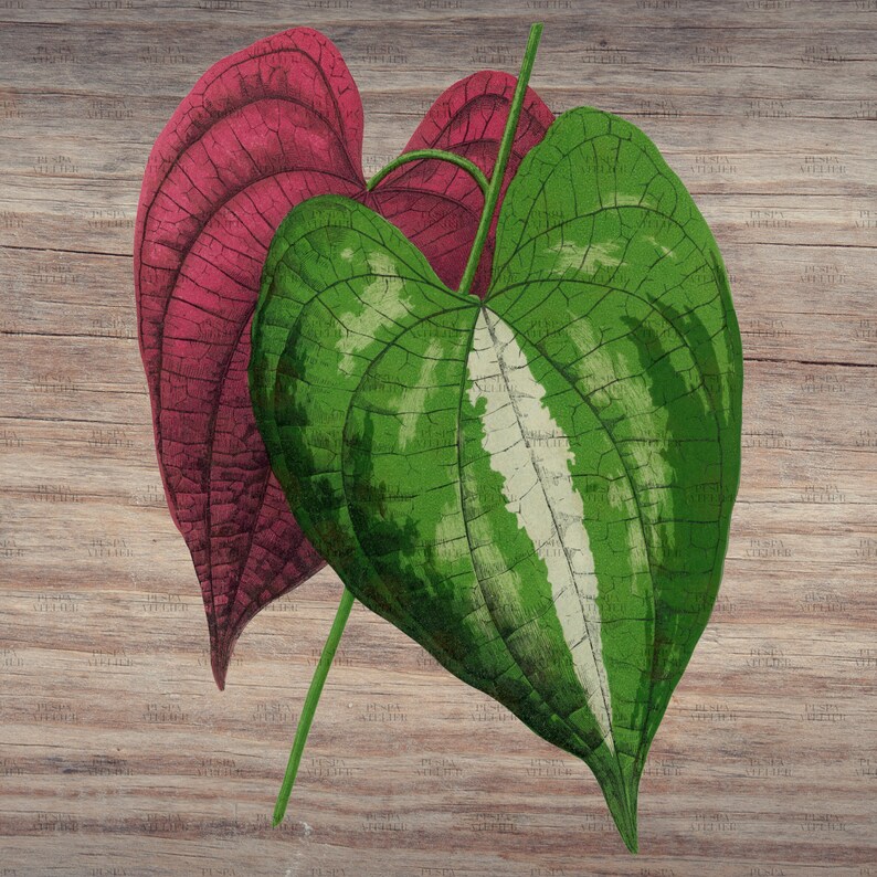 Ornamental Yam Leaf Clipart PNG SVG JPEG Vintage Botanical - Etsy