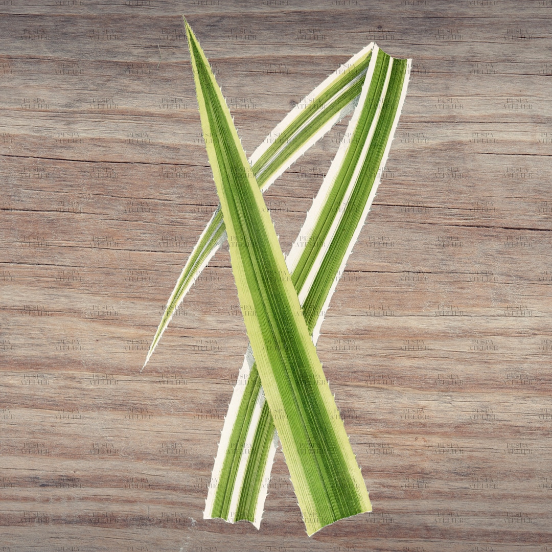 Pandan Screwpine Leaf Clipart PNG SVG JPEG Vintage Botanical Watercolor ...