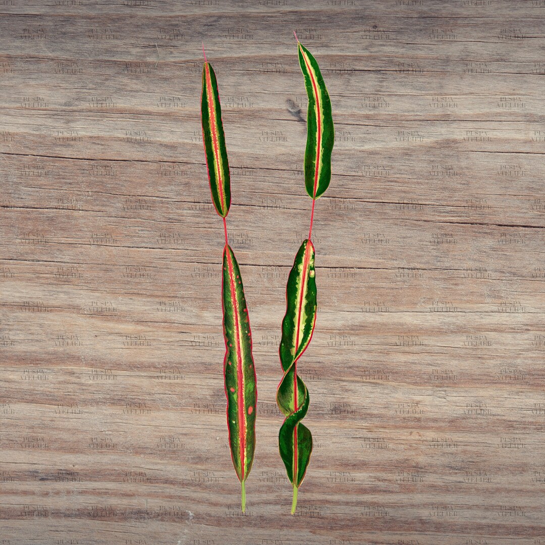 Codiaeum Interruptum Leaf Clipart PNG SVG JPEG Vintage Botanical ...