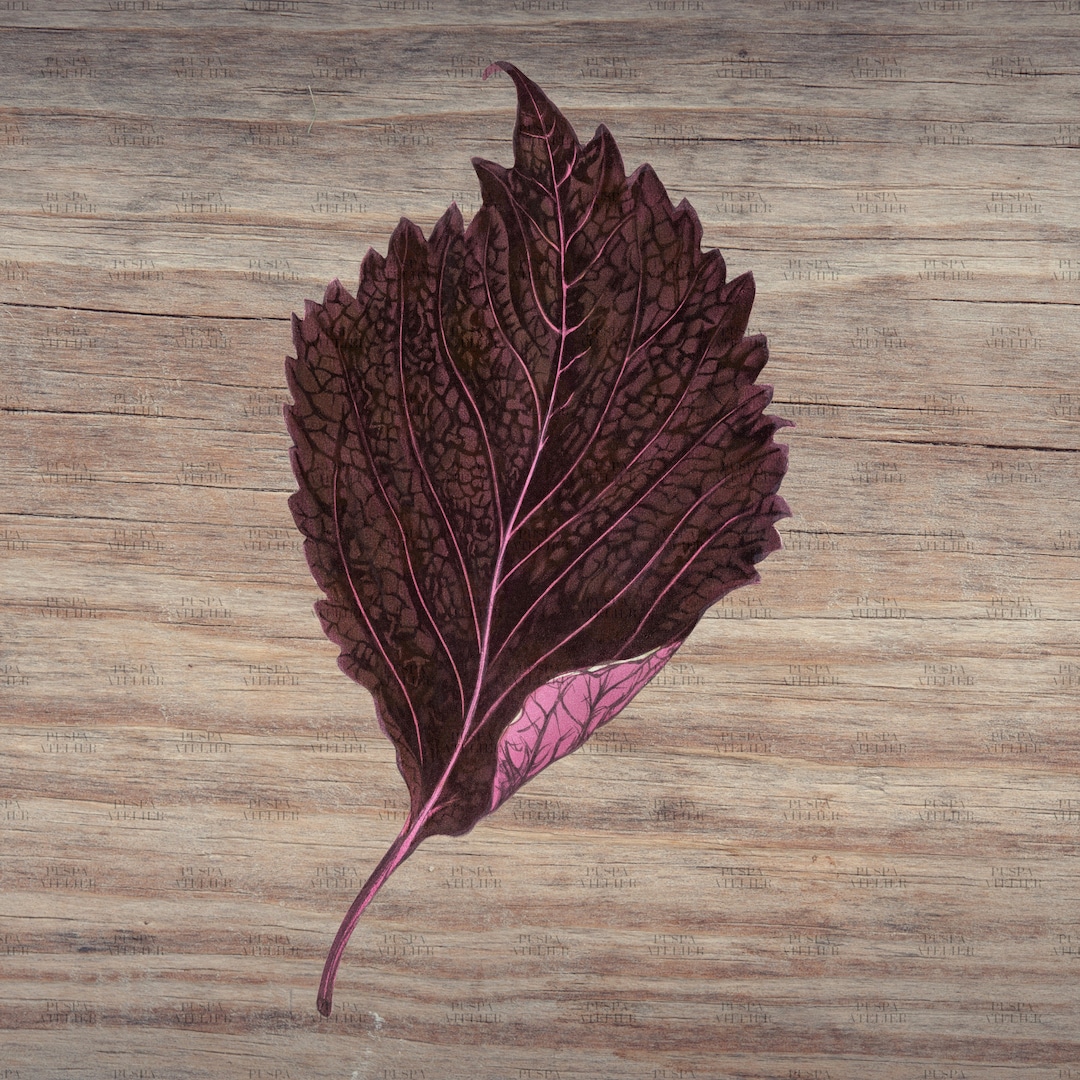 Perilla Leaf Clipart PNG SVG JPEG Vintage Botanical Watercolor - Etsy UK