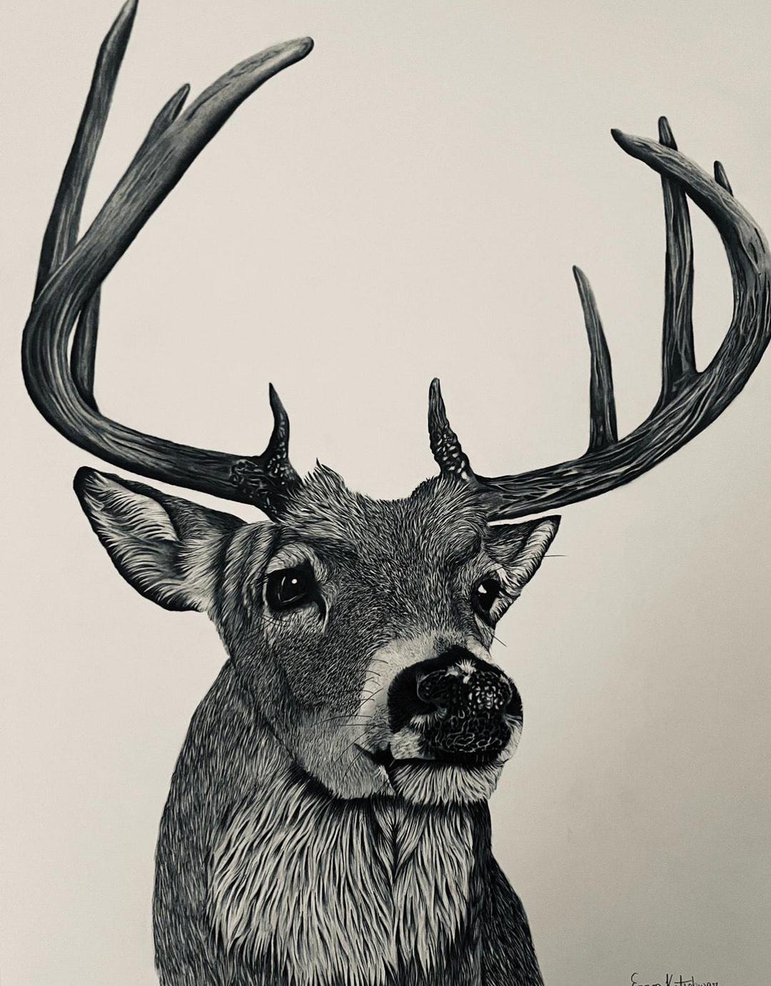 Hand Drawn Portrait, Pencil Drawing Deer, Wildlife Artwork, Deer ...
