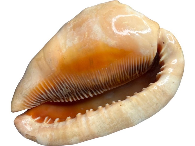 Large Natural Bullmouth Bull Mouth Helmet Conch Seashell - Etsy