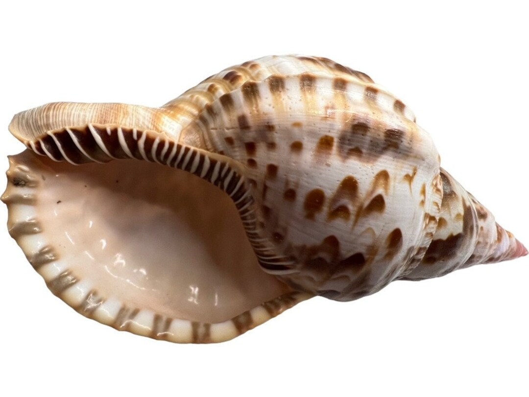 Large Perfect Caribbean Triton Hornet Seashell - Etsy