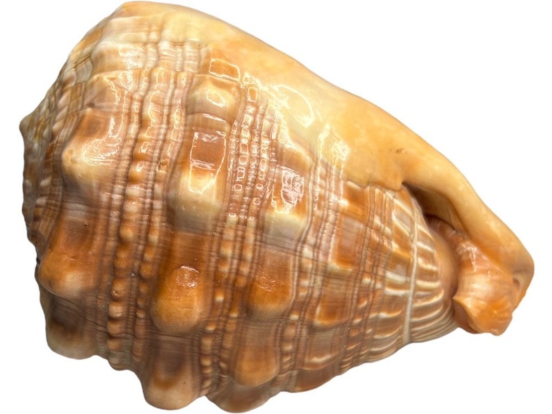 Large Natural Bullmouth Bull Mouth Helmet Conch Seashell - Etsy