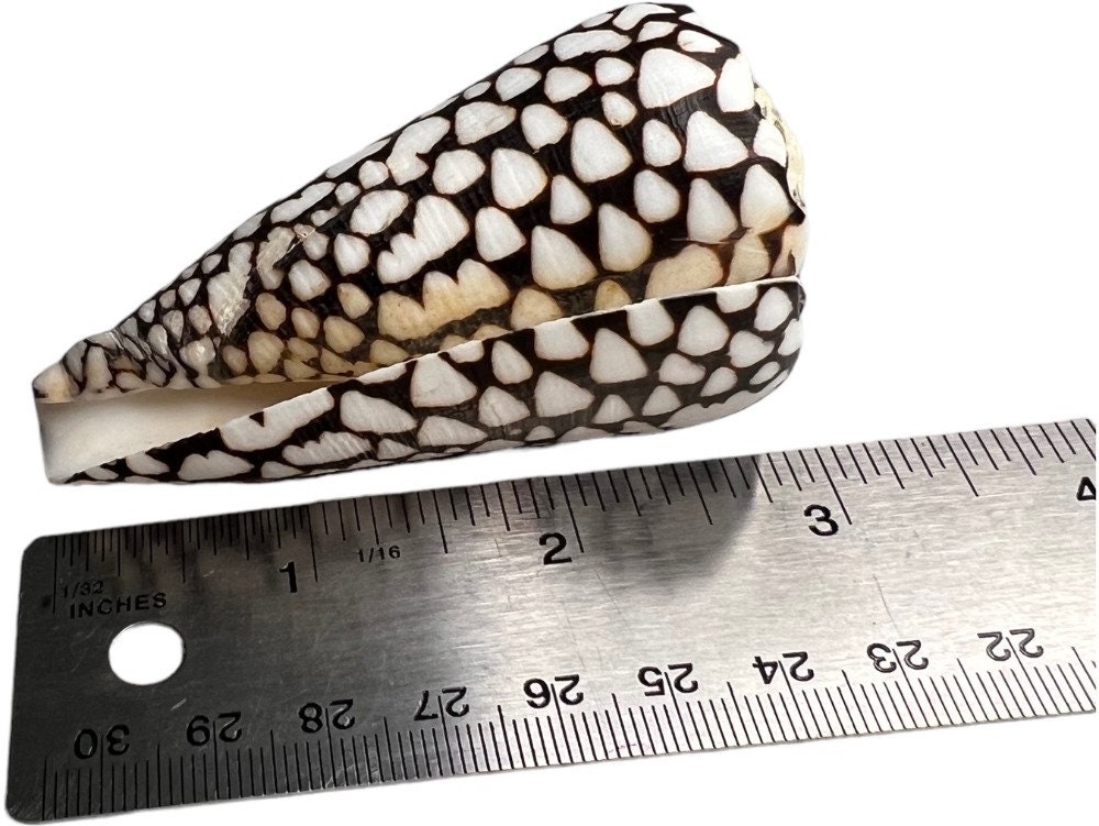 Natural Conus Marmoreus Cone Seashell Noble Conch - Marbled Cone Shell ...