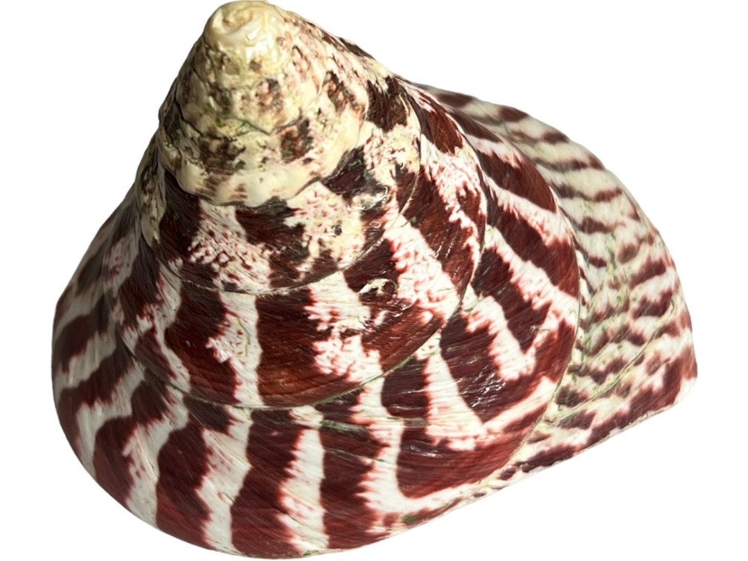 Natural Red Stripe Trochus Niloticus Seashell From an Antique ...