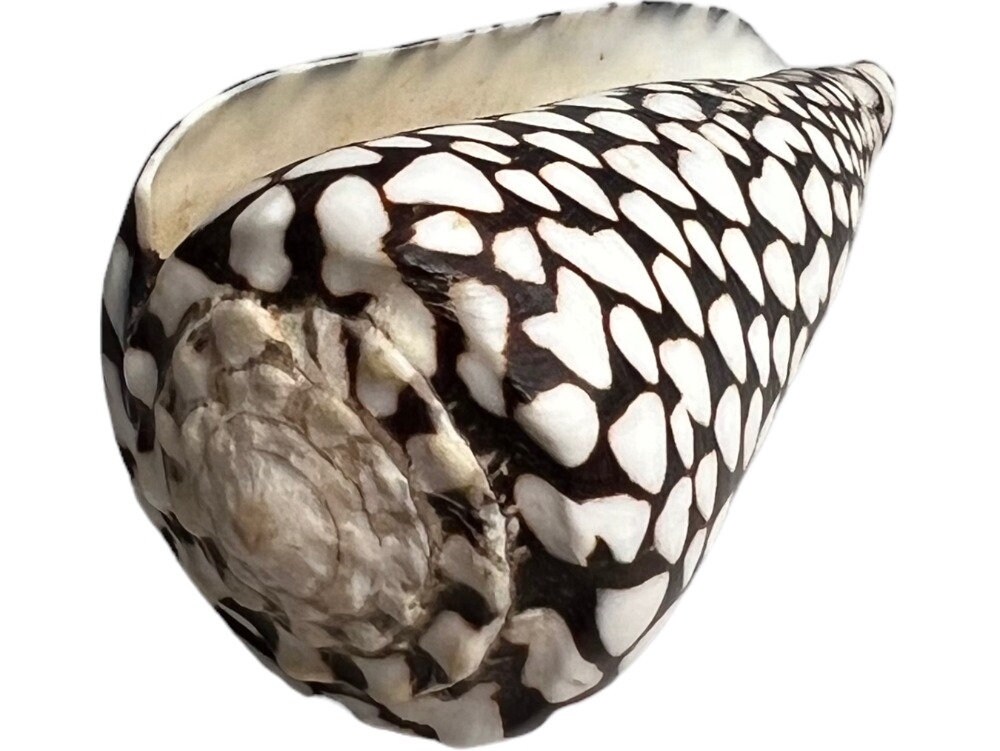 Natural Conus Marmoreus Cone Seashell Noble Conch - Marbled Cone Shell ...