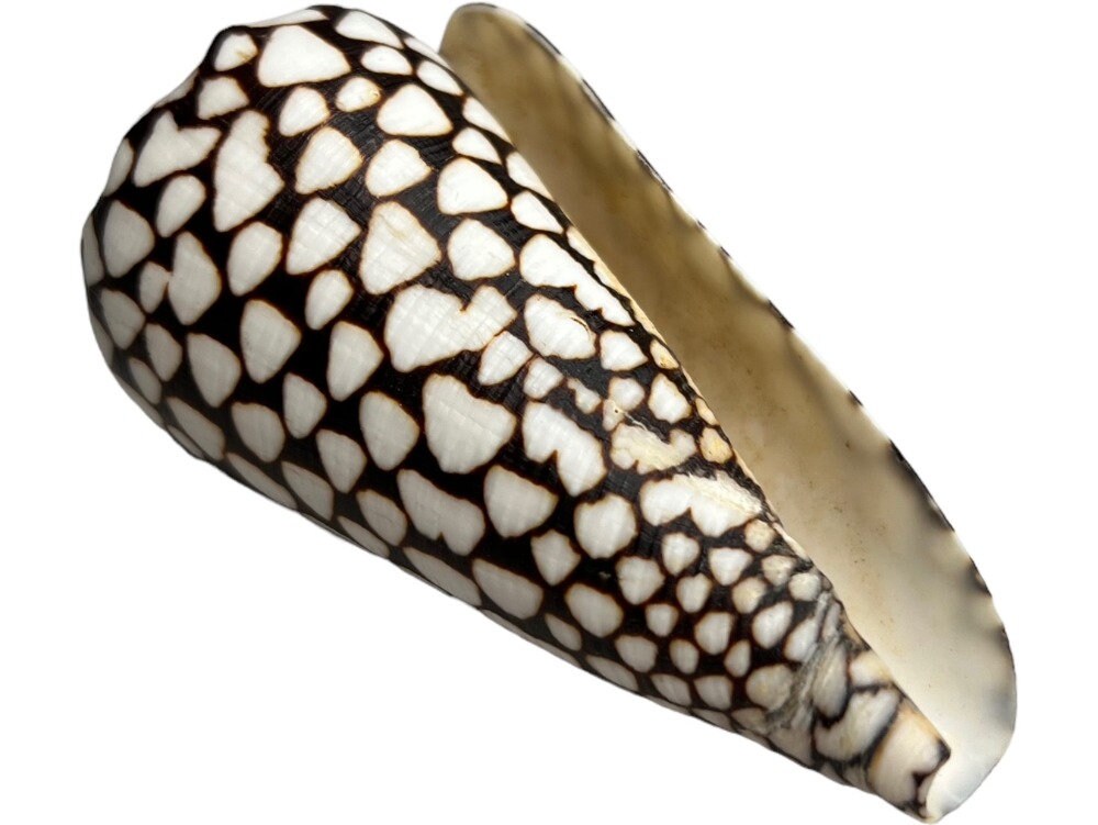 Natural Conus Marmoreus Cone Seashell Noble Conch - Marbled Cone Shell ...