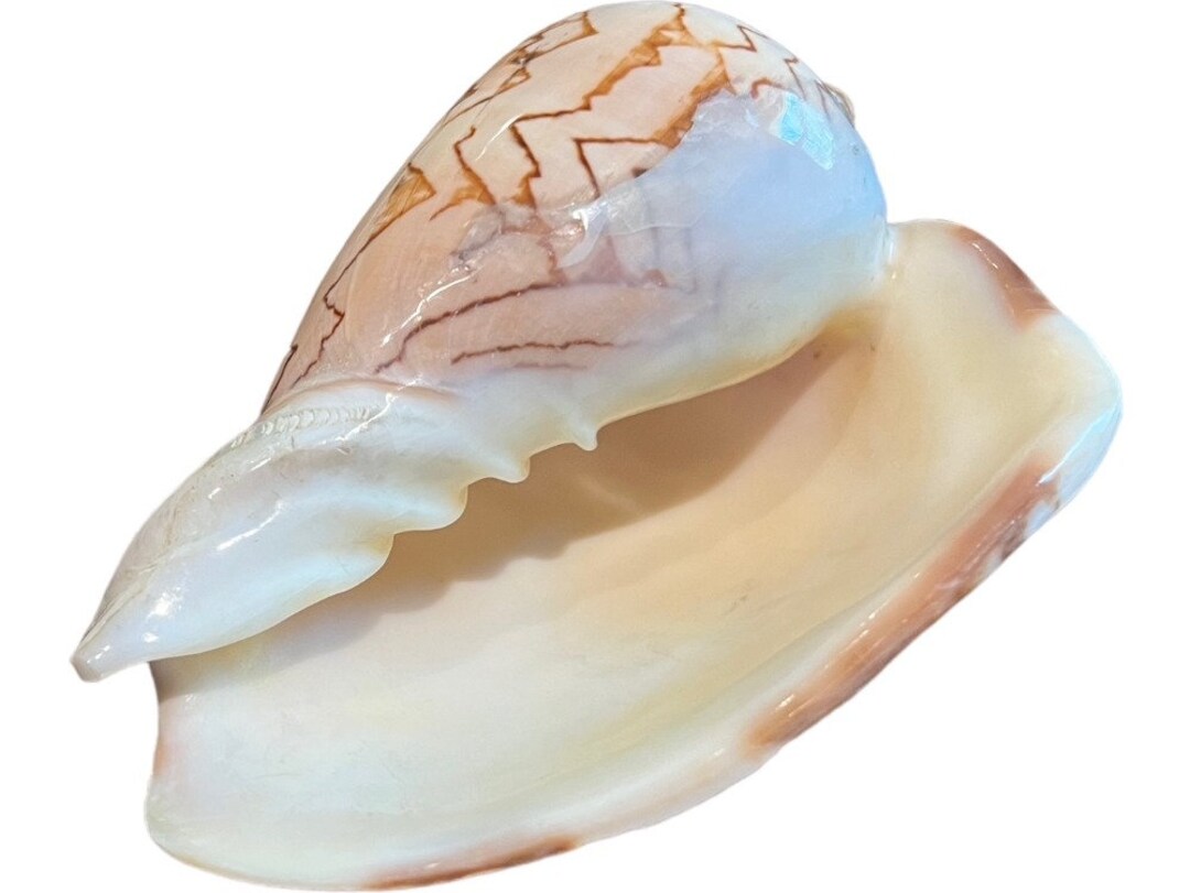 Cymbiola Noble Volute Nobilis Seashell 6 Inches Long - Etsy