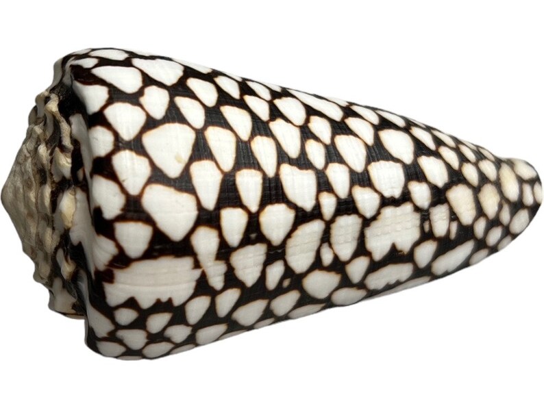 Natural Conus Marmoreus Cone Seashell Noble Conch - Marbled Cone Shell ...