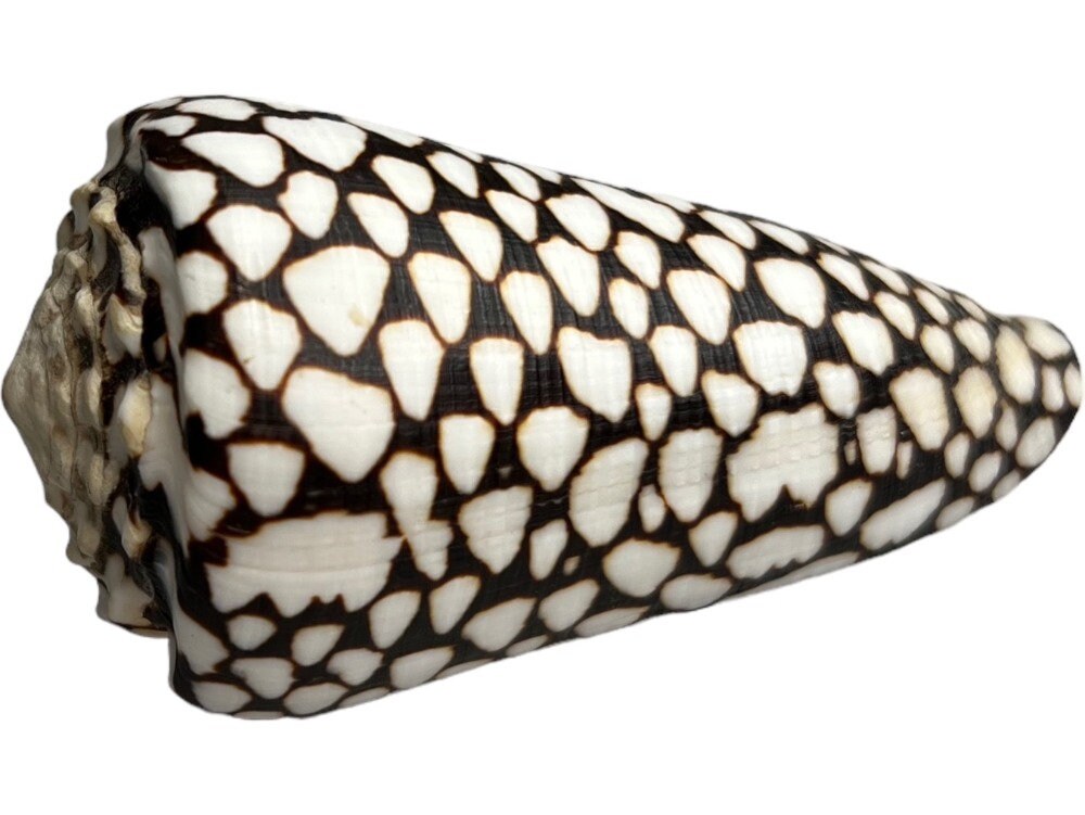 Natural Conus Marmoreus Cone Seashell Noble Conch - Marbled Cone Shell ...