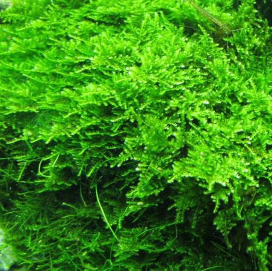 BUY 2 GET 1 FREE Christmas Moss Xmas Moss Vesicularia Montagnei Easy ...