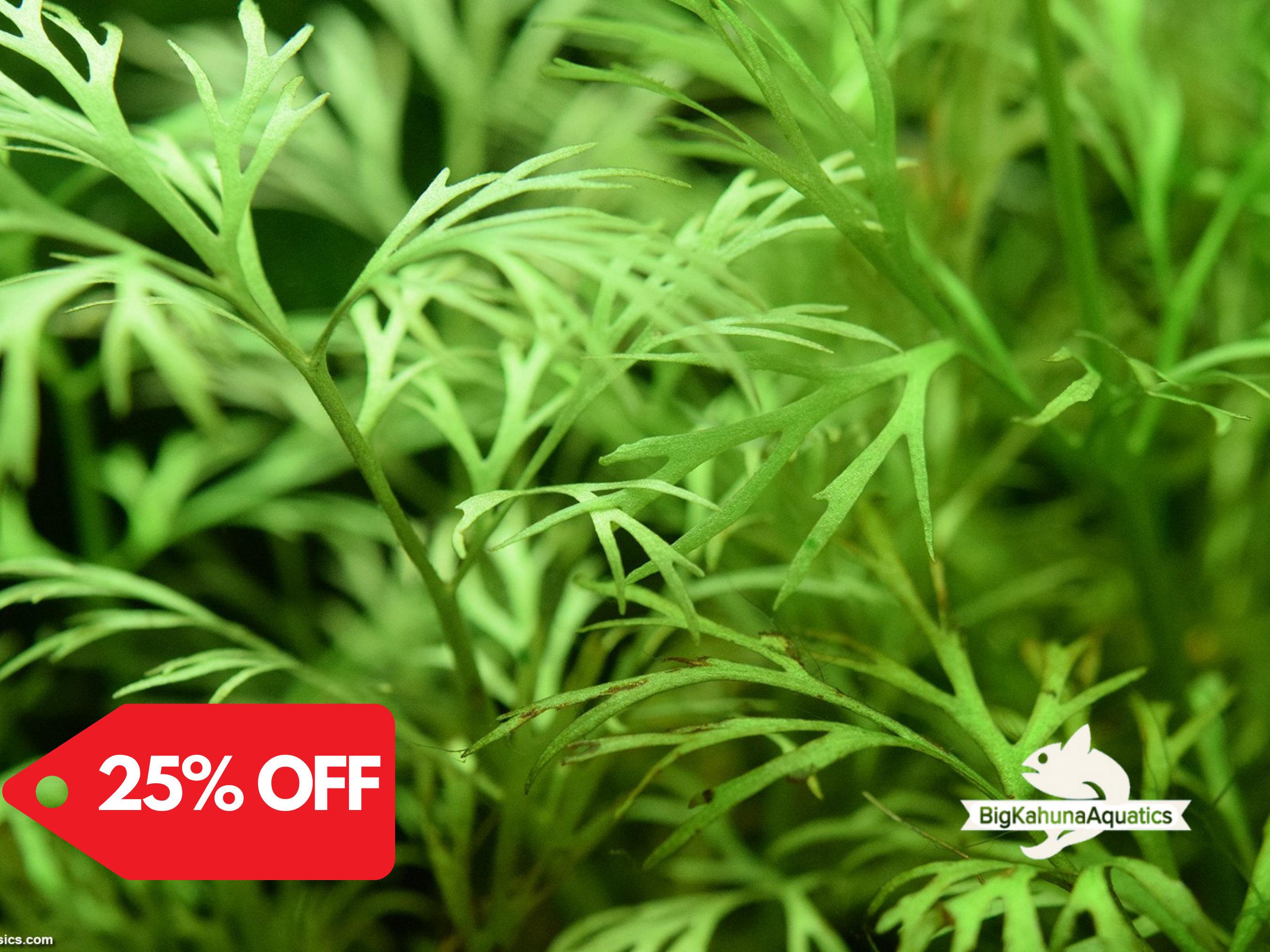 BUY 2 GET 1 FREE Water Sprite Lace Leaf water Fern, Indian Ferneasy ...