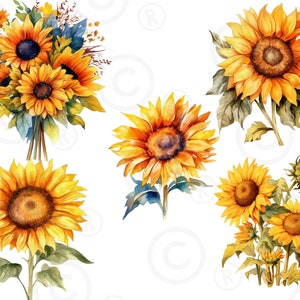 Watercolor Sunflowers Clipart Bundle Flowers Sunflowers Clip Art Yellow ...