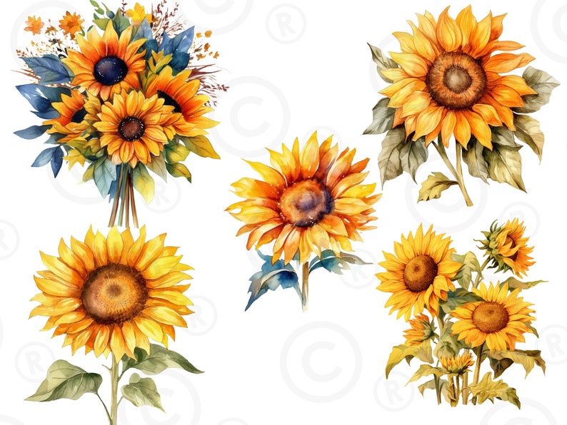 Watercolor Sunflowers Clipart Bundle Free Commercial Use - Etsy