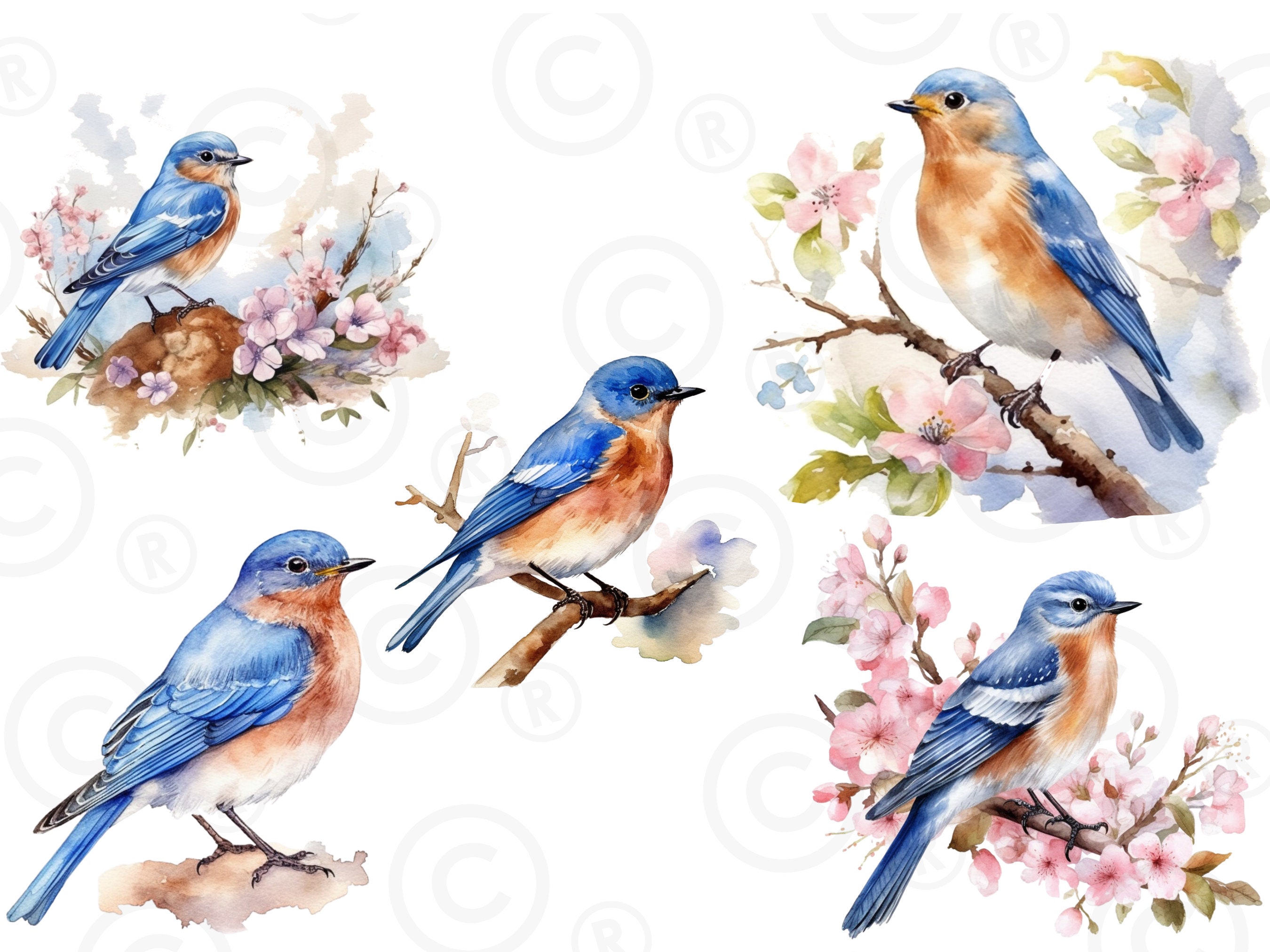 Clip Art Watercolor Eastern Bluebirds Transparent Background Clip Art ...