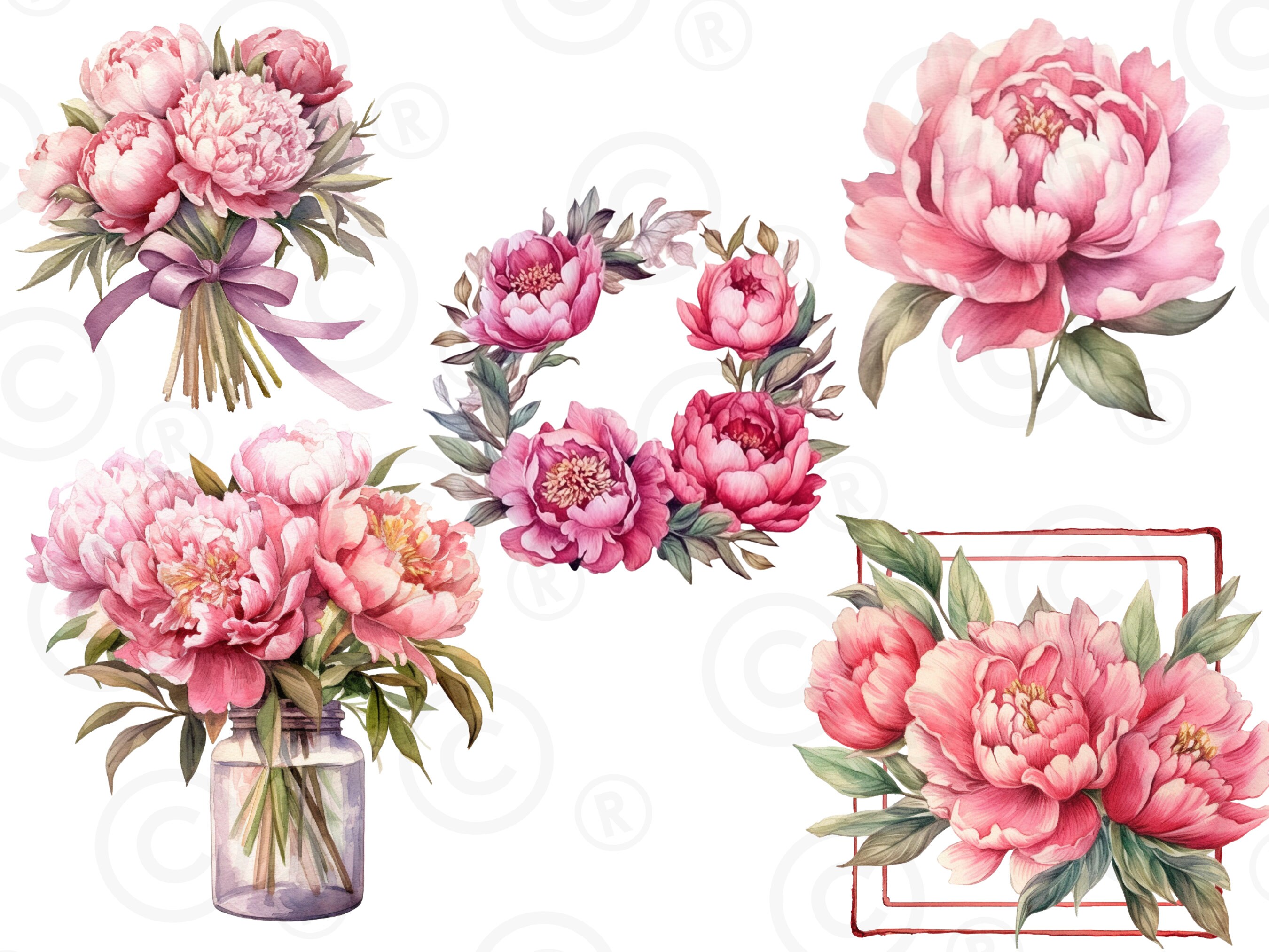 Clip Art Watercolor Peonies Clipart Pink Transparent - Etsy