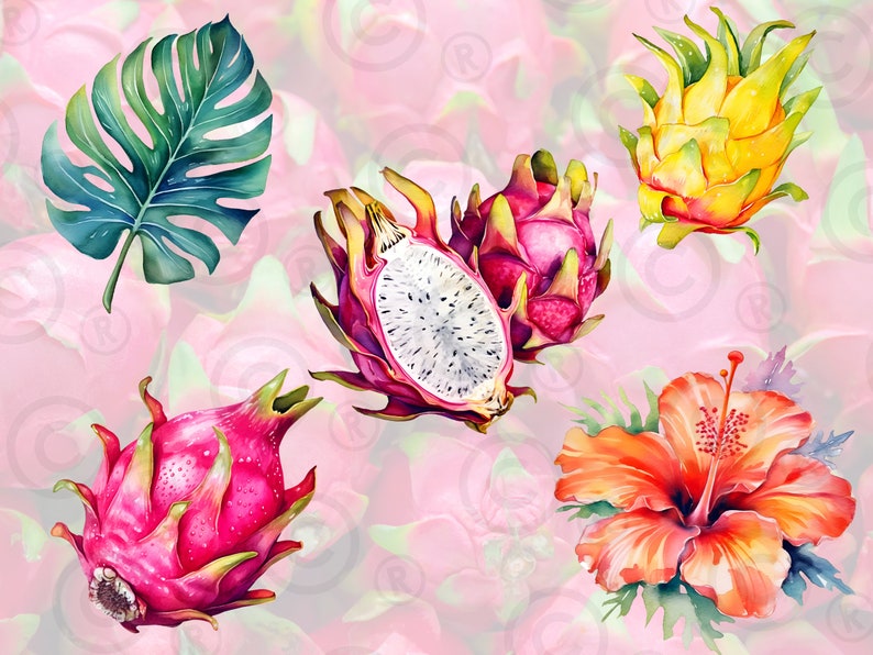 Clip Art Dragon Fruit Watercolor 300DPI Transparent Background - Etsy