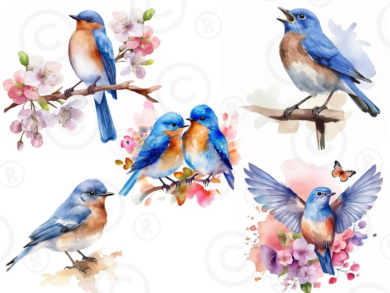 Clip Art Watercolor Eastern Bluebirds Transparent Background Clip Art ...