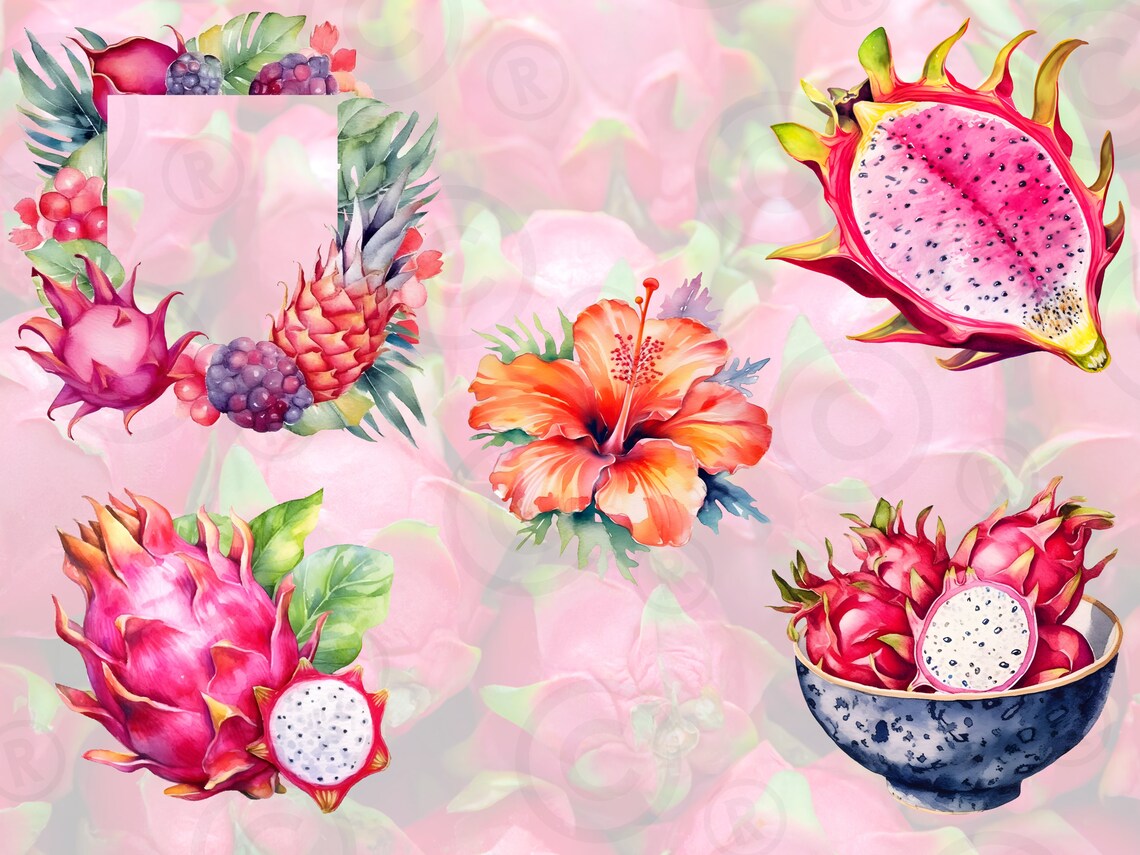 Clip Art Dragon Fruit Watercolor 300DPI Transparent Background - Etsy