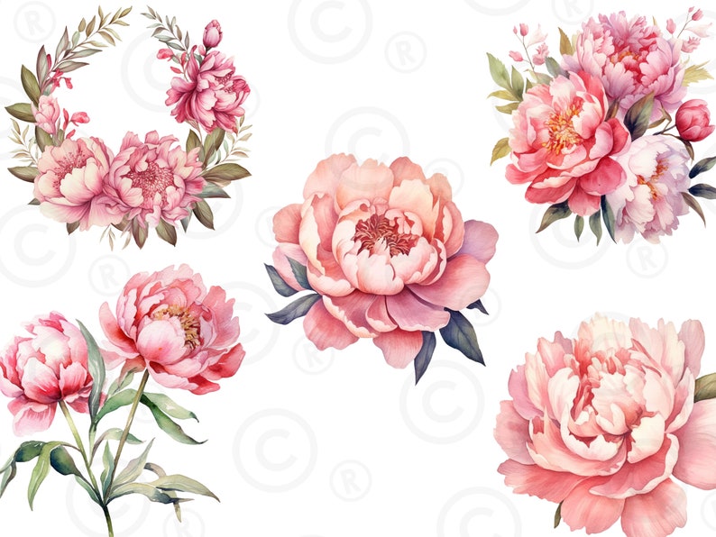 Clip Art Watercolor Peonies Clipart Pink Transparent - Etsy New Zealand