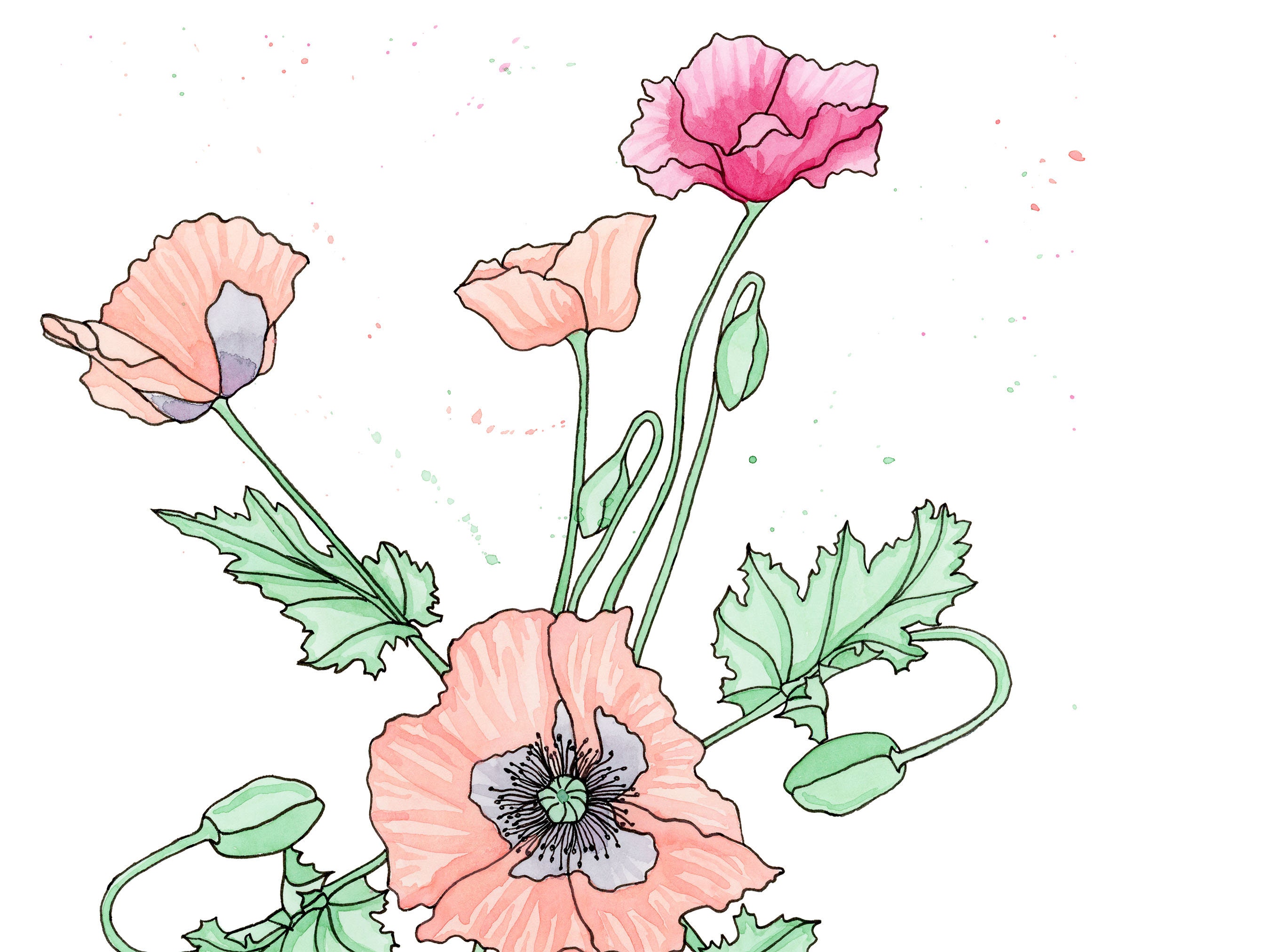 August Birth Flower, Poppy Print, Botanical Art Print, Floral Wall Art ...