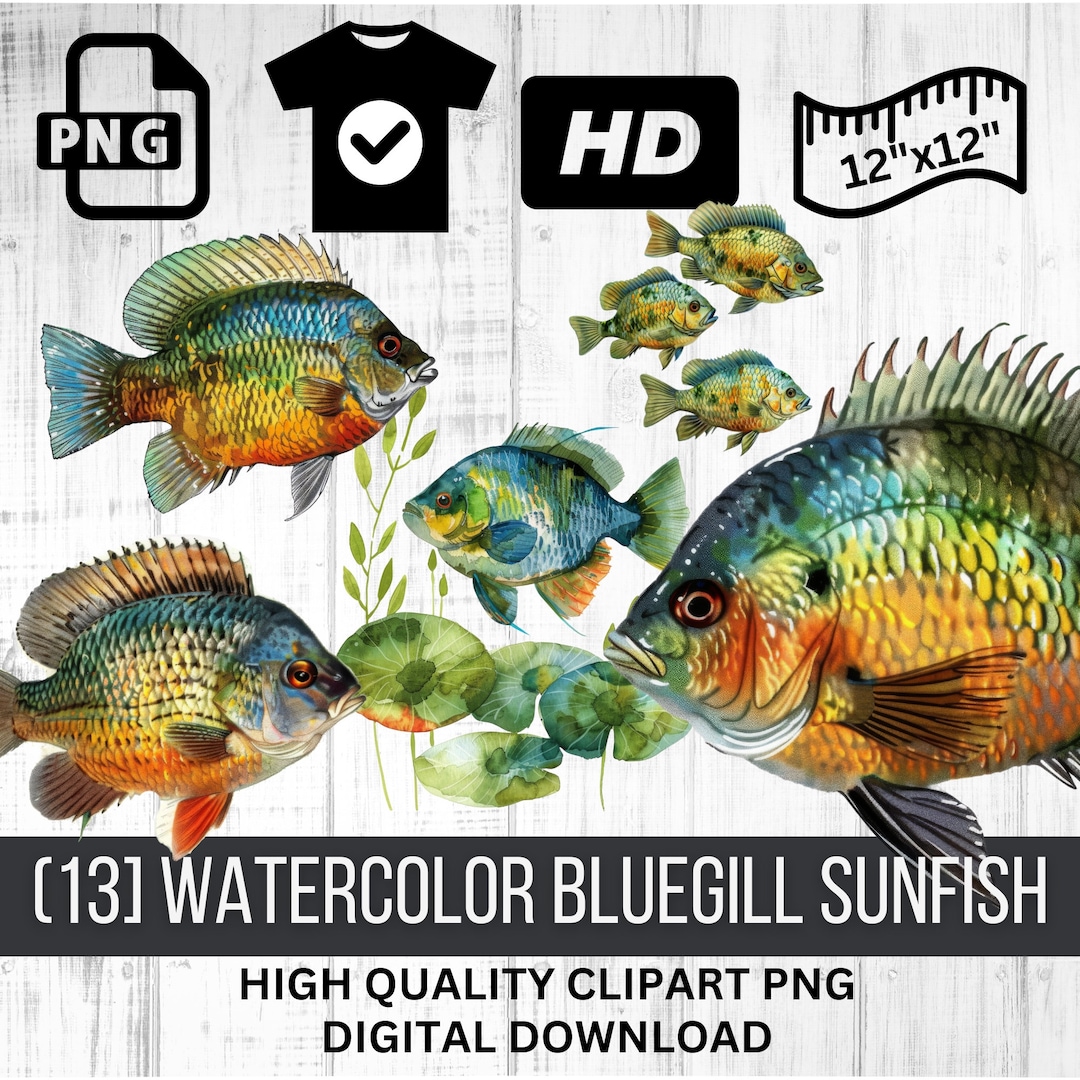 Bluegill Sunfish Clipart - Watercolor Fish Digital Download, Father's ...