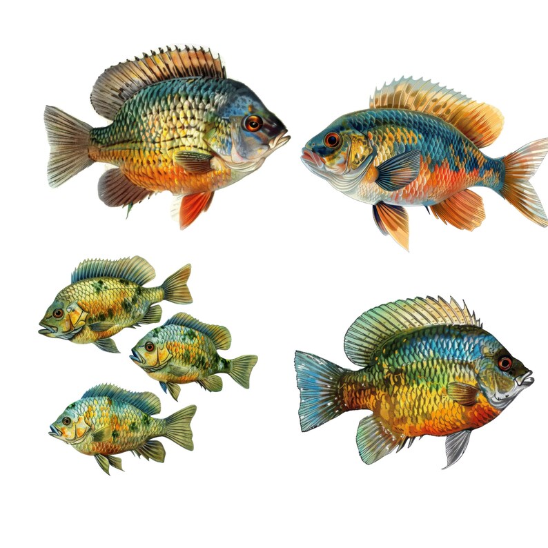 Bluegill Sunfish Clipart Watercolor Fish Digital Download, Father's Day ...