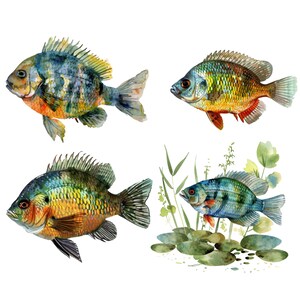Bluegill Sunfish Clipart - Watercolor Fish Digital Download, Father's ...