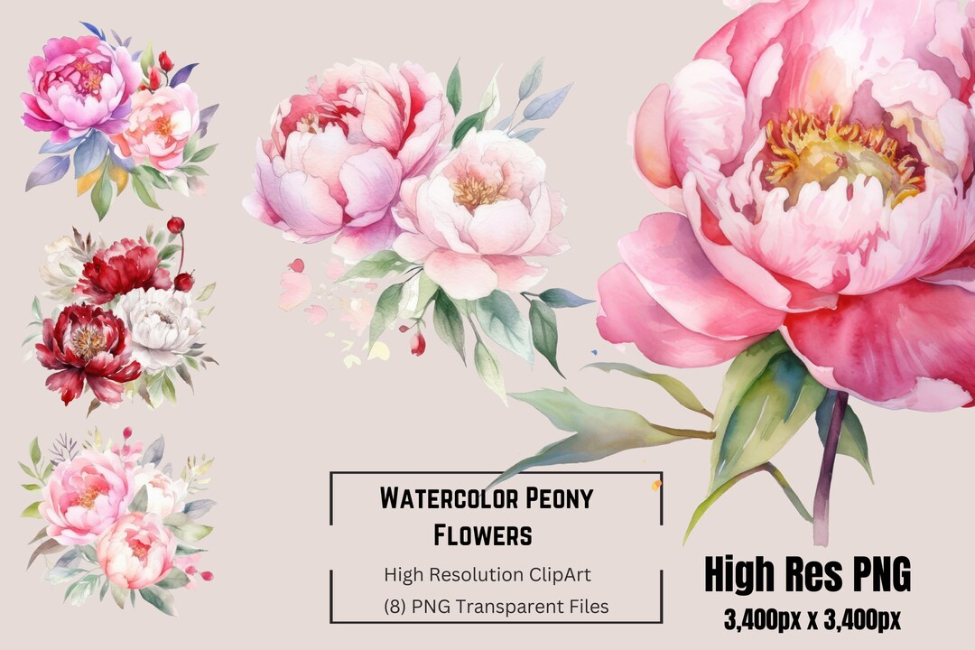 Watercolor Peony Flowers Clipart Flower Peony PNG Floral Flower Clipart ...