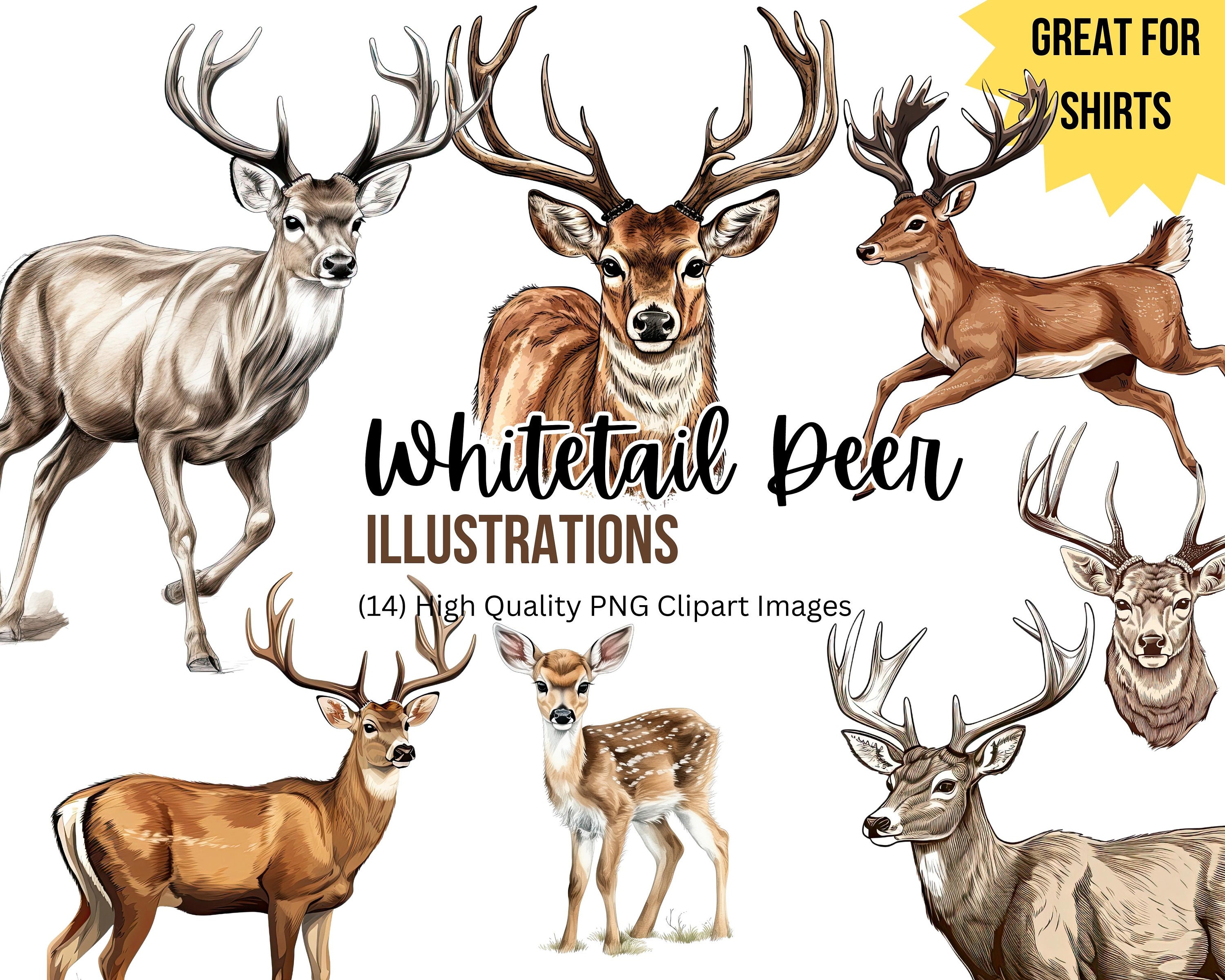 Deer Clipart | Whitetail Deer | Hunting Clipart | Deer PNG | Outdoors ...