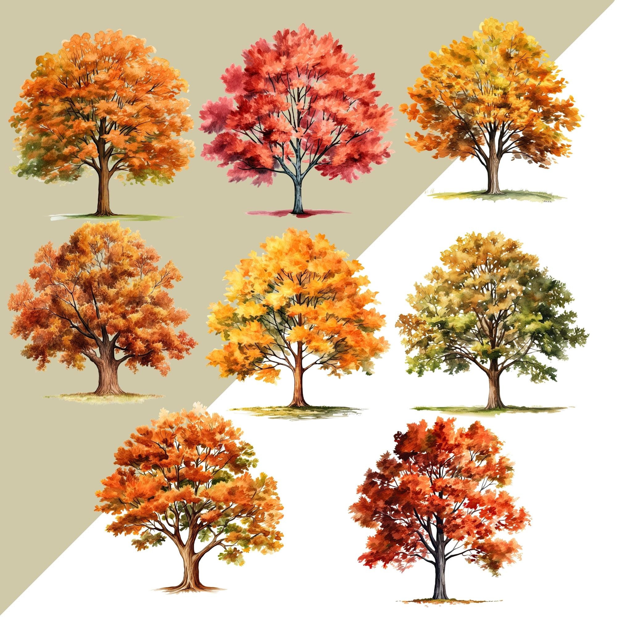 Watercolor Fall Trees Clipart Wedding Invitation Fall Foliage Clipart ...