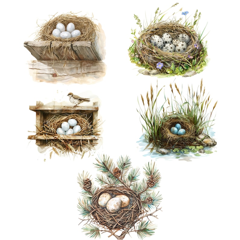 Watercolor Bird Nests and Eggs Clipart Collection | High-resolution ...