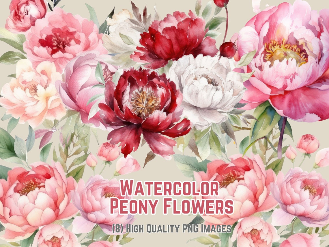 Watercolor Peony Flowers Clipart Flower Pink Peony Floral PNG Floral ...
