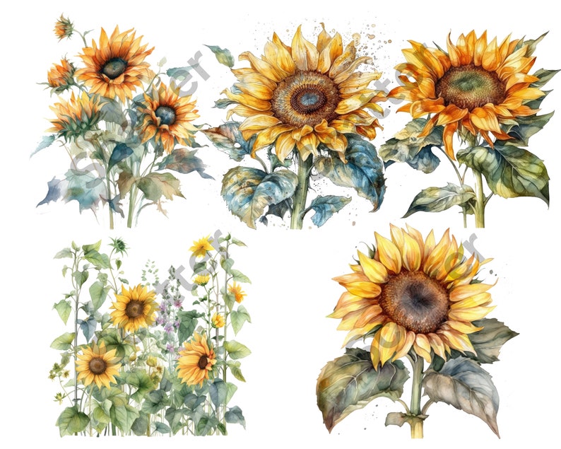 Watercolor Sunflowers Clipart, PNG, Floral Bouquets, Wreath, SVG Free ...